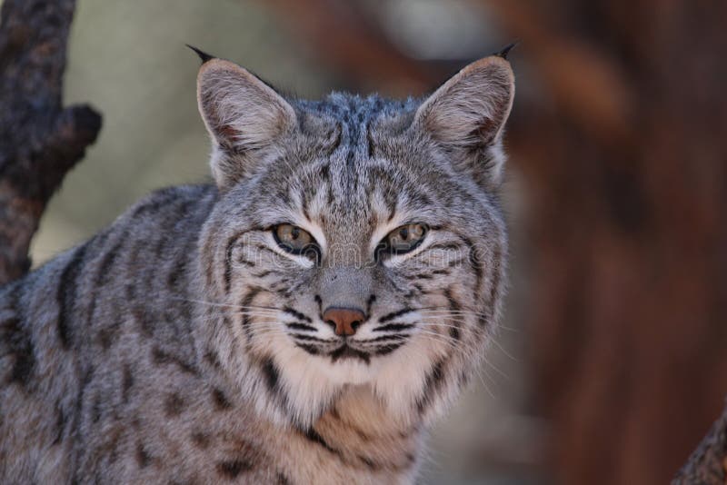 Bob Cats Head shot stock image. Image of park, face, bearizona - 36867837