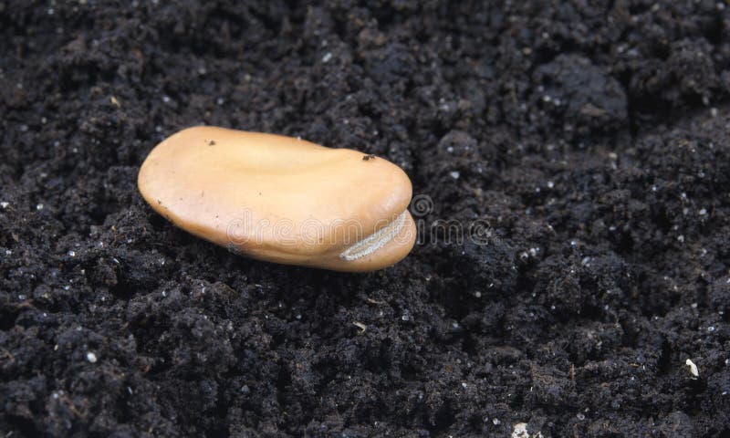 Bob seed stock image. Image of garden, shoots, beans - 29444389
