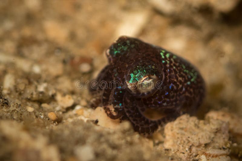 Bob Tail Squid stock photo. Image of sepiola, underwater - 46511012
