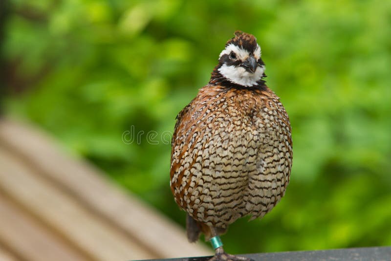 Bob White Quail Perched Closeup Stock Photo - Image of bird, facing ...