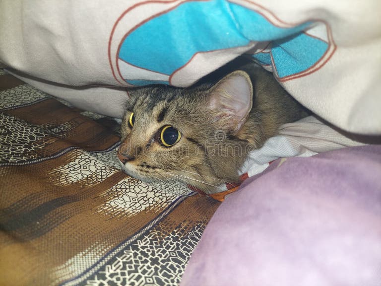 Boba Drawing Stock Photos - Free & Royalty-Free Stock Photos from ...