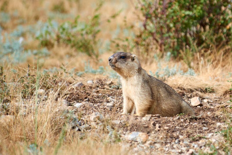 Bobak Do Marmota Da Marmota Do Estepe Foto de Stock - Imagem de marrom ...