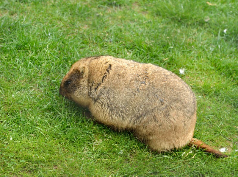 Bobak Do Marmota Da Marmota Do Estepe Imagem de Stock - Imagem de ...