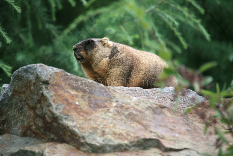 Bobak marmot stock image. Image of rodents, nature, wildlife - 16538695