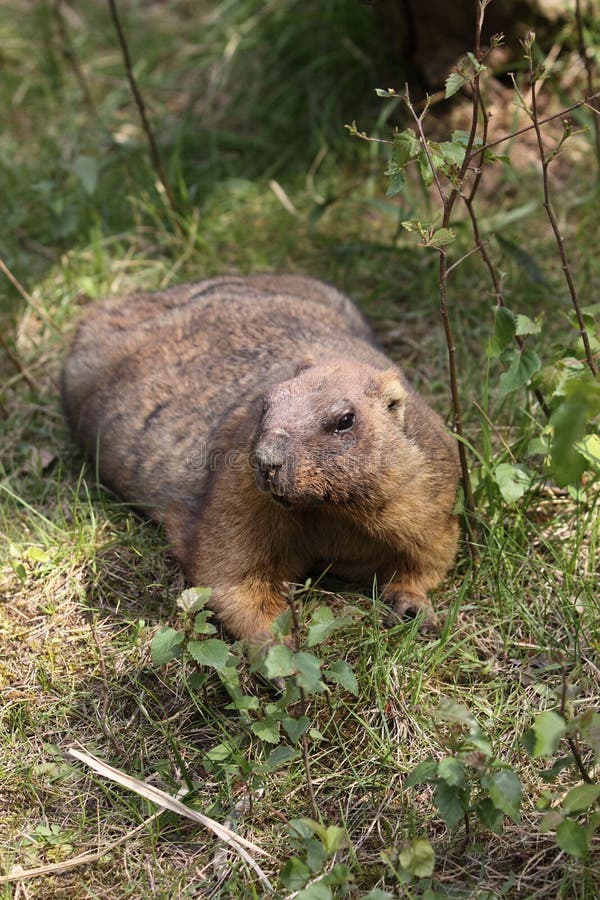 Bobak marmot stock image. Image of meadow, animal, grassland - 19617459