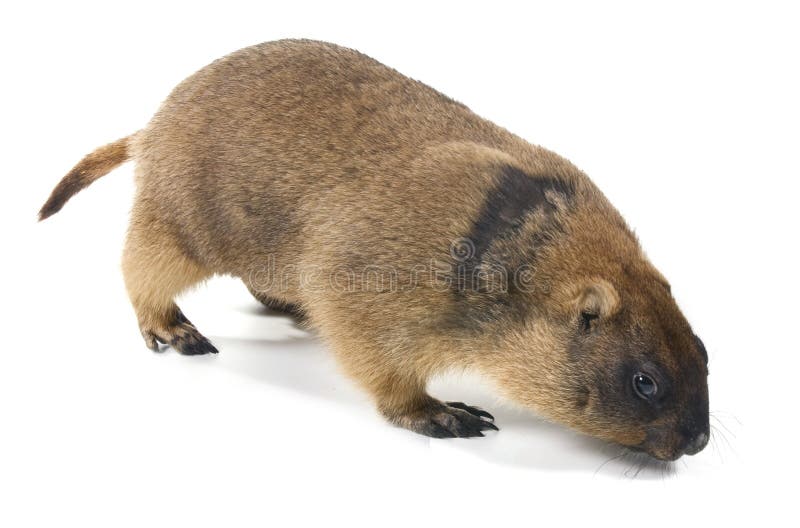 Bobak marmota zdjęcie stock. Obraz złożonej z dziki, pazury - 17733242