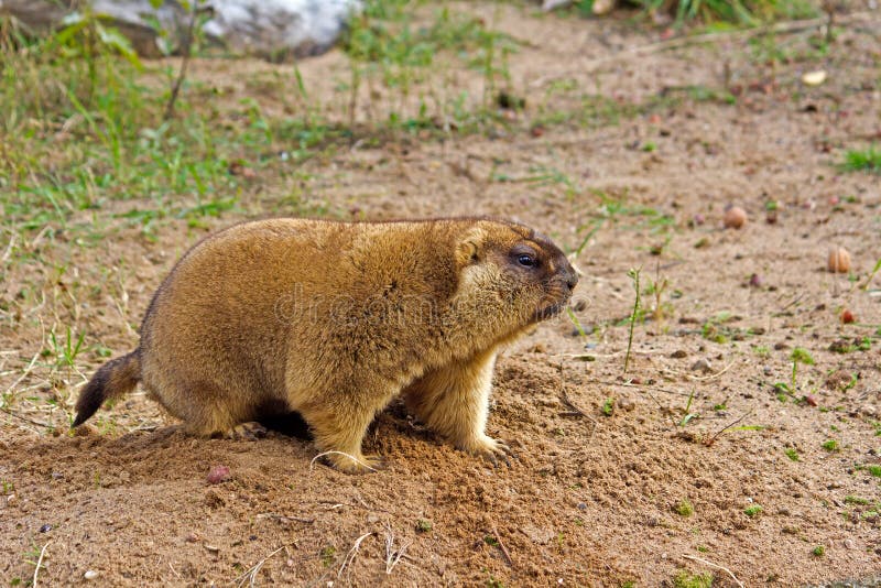 279 Groundhog Fat Stock Photos - Free & Royalty-Free Stock Photos from ...