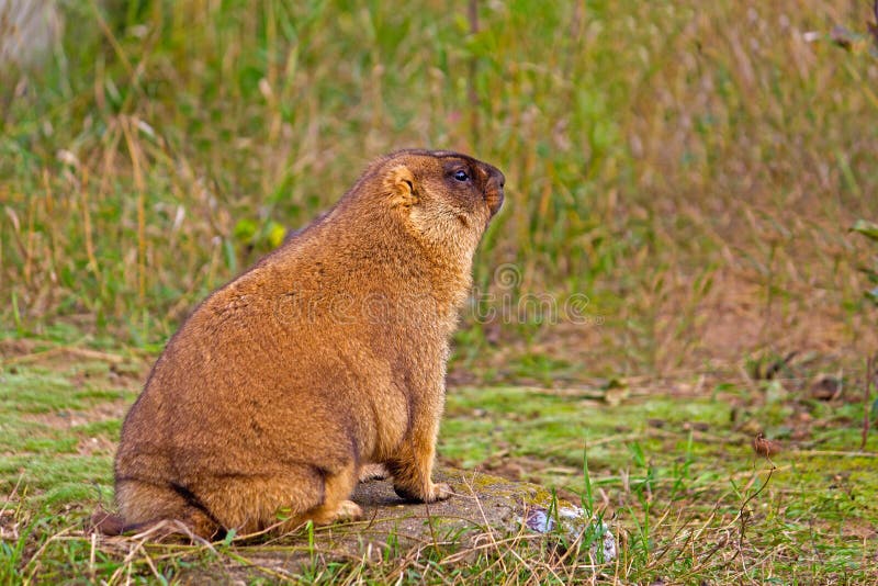 Bobak stock image. Image of marmota, wildlife, steppe - 33801233