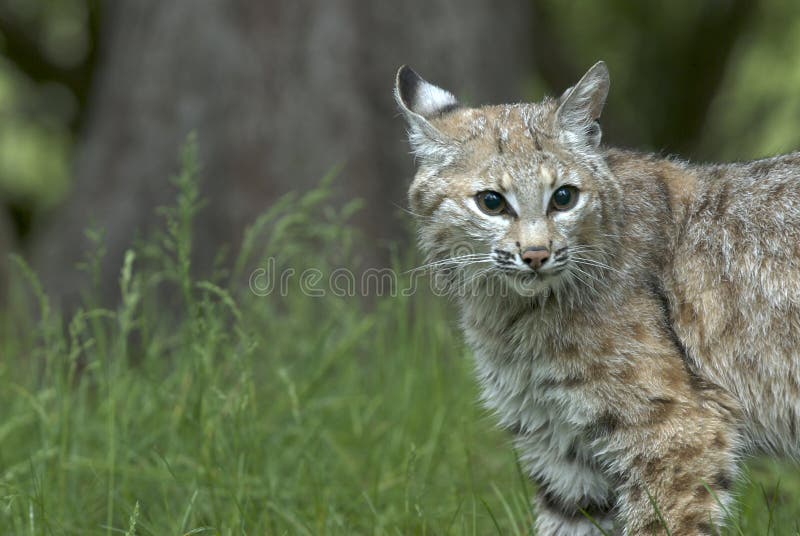 Bobat imagen de archivo. Imagen de exterior, fauna, bobo - 2358803