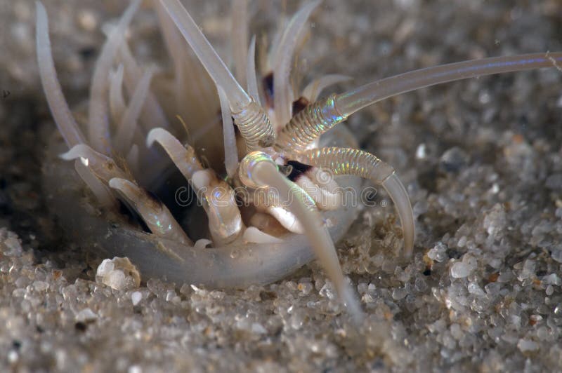 Bobbit Tiene Gusto (el Gusano De Mar) Foto de archivo - Imagen de ...
