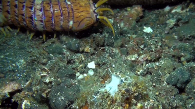 Bobbit Worm, Aquatic Predatory Polychaete Worm Eunice Aphroditois is ...