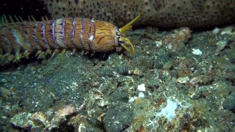 Bobbit Worm, Aquatic Predatory Polychaete Worm Eunice Aphroditois in ...