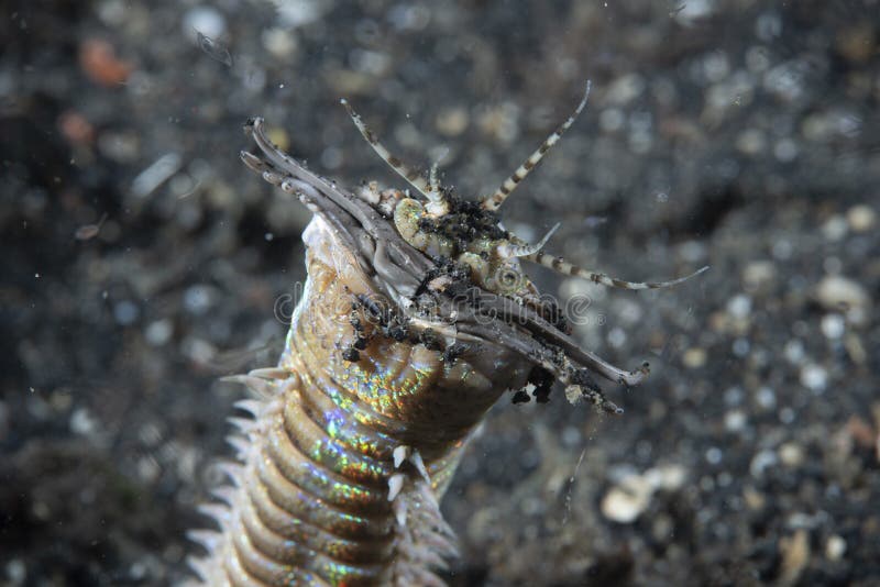 Bobbit Worm Eunice Aphroditois Stock Photo - Image of indonesia, diving ...
