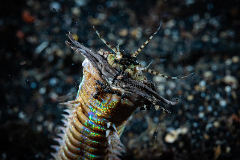 Bobbit Worm Eunice Aphroditois Stock Image - Image of nature ...