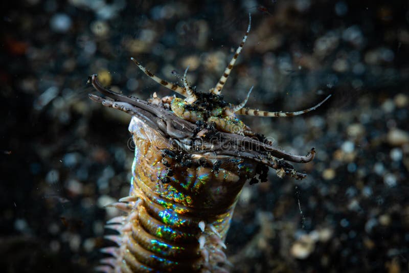 Bobbit Worm Eunice Aphroditois Stock Photo - Image of keywords, jaws ...