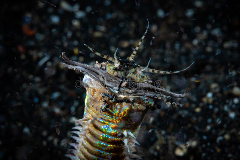 Bobbit Worm Eunice Aphroditois Stock Photo - Image of indonesia ...