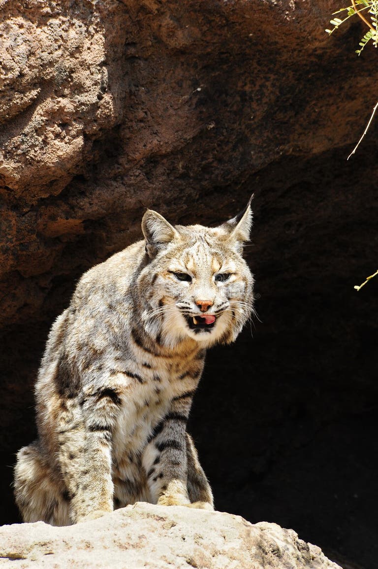 2,851 Bobcat Face Stock Photos - Free & Royalty-Free Stock Photos from ...