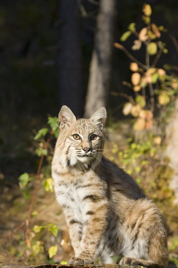 Bobcat stock photo. Image of furry, natural, forest, teeth - 1442204