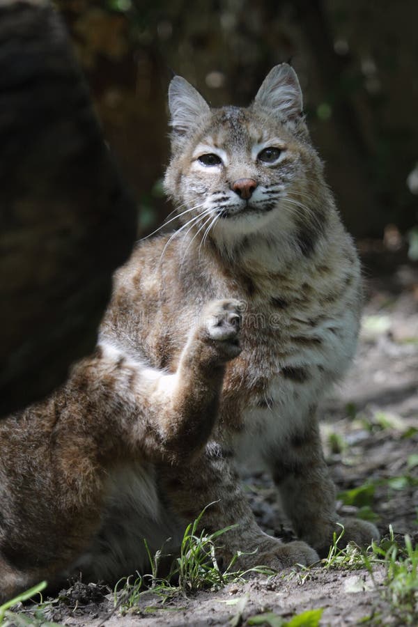 Bobcat stock photo. Image of nature, bobcat, predator - 14515008