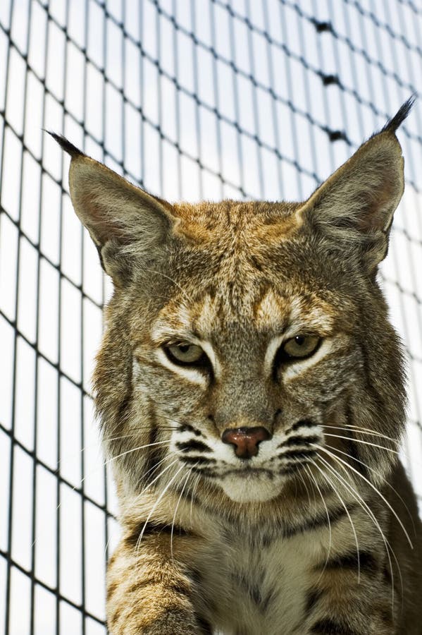 Bobcat stock photo. Image of felines, wild, ears, spotted - 1498246