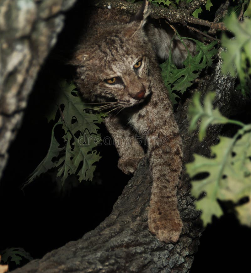 Bobcat stock image. Image of nocturnal, tree, carnivore - 1625069
