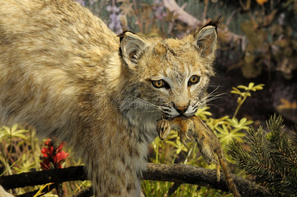 Bobcat stock image. Image of adult, canadian, animal - 17344653