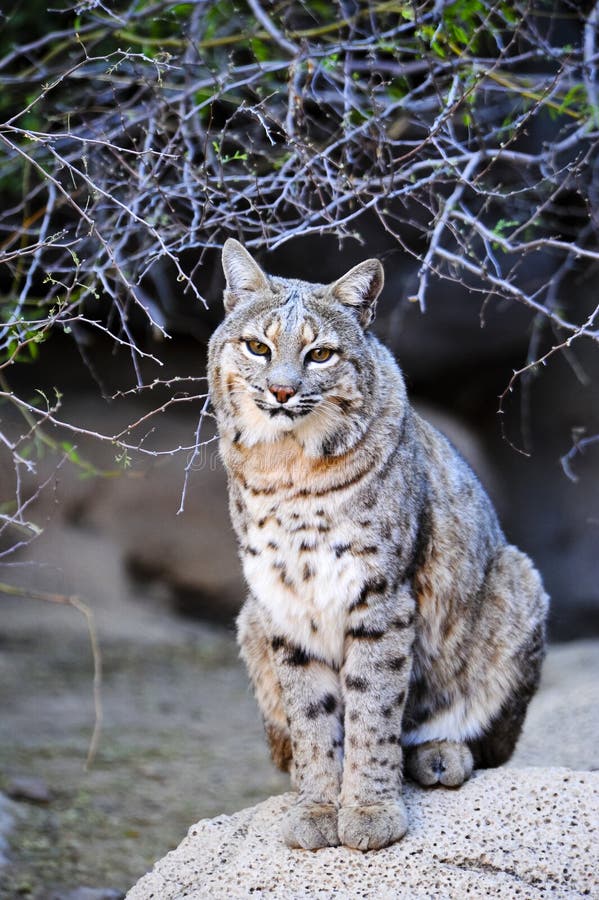 805 Sitting Bobcat Snoww Stock Photos - Free & Royalty-Free Stock ...
