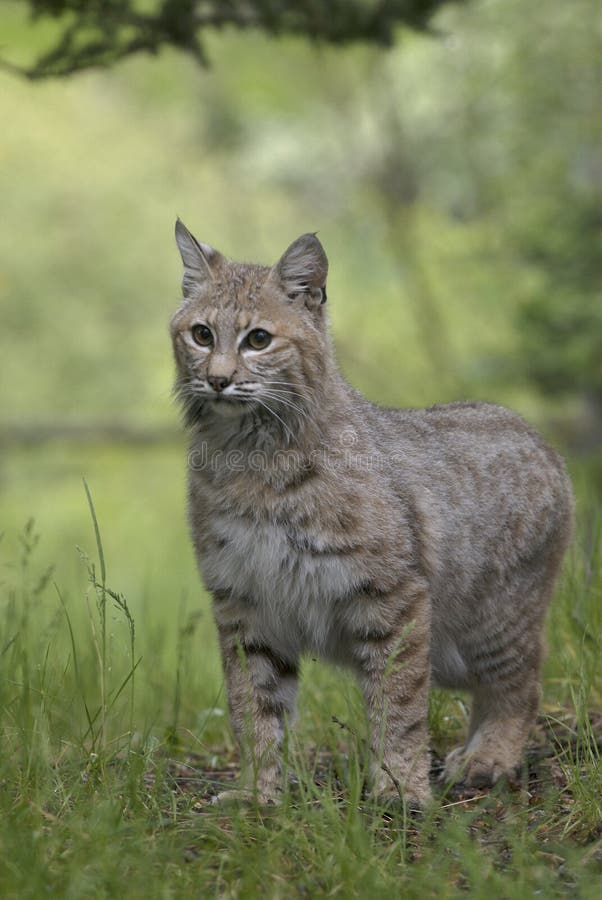 Red Fox stock image. Image of conservation, cute, park - 9462433