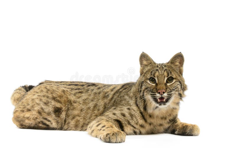 230 Bobcat Pattern Stock Photos - Free & Royalty-Free Stock Photos from ...