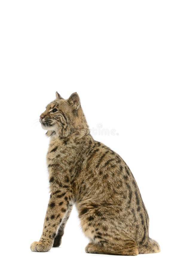 230 Bobcat Pattern Stock Photos - Free & Royalty-Free Stock Photos from ...