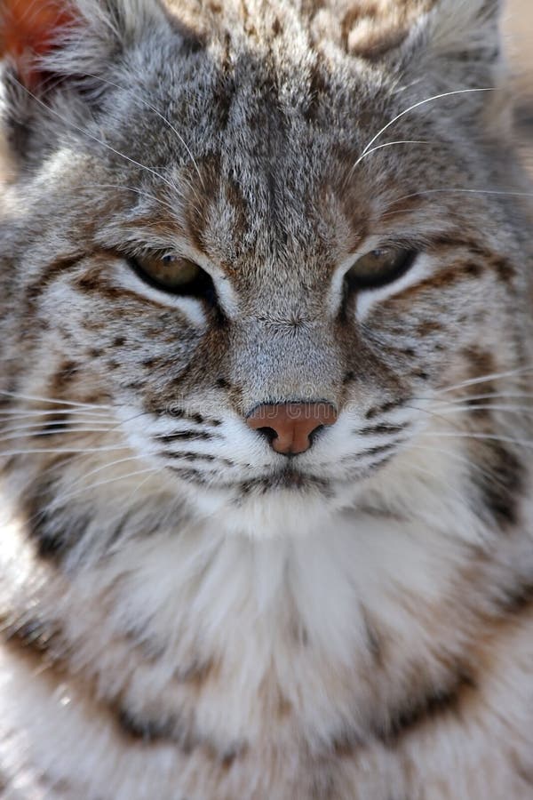 Scottish Wildcat stock photo. Image of hiss, britain, grampia - 5458184