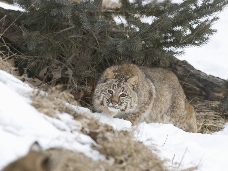 Bobcat stock photo. Image of hunting, bobcat, carnivore - 7400270