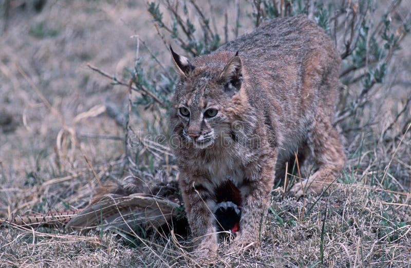 Stalking Bobcat stock photo. Image of bobcat, wildlife - 19929788