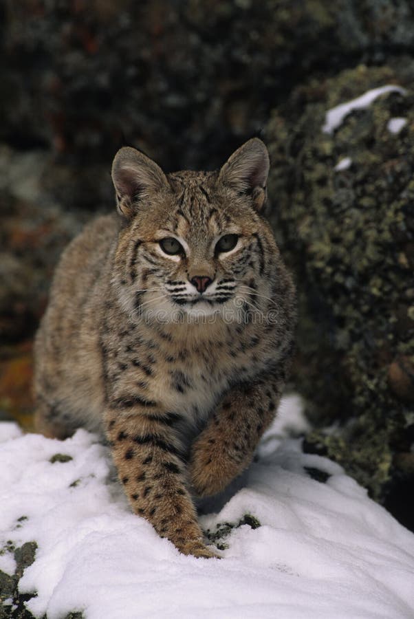 Bobcat in Snow stock photo. Image of nature, outdoors - 15048364