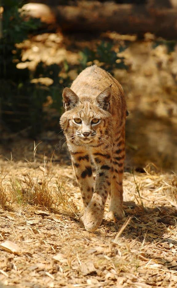 3,098 Bobcat Face Stock Photos - Free & Royalty-Free Stock Photos from ...