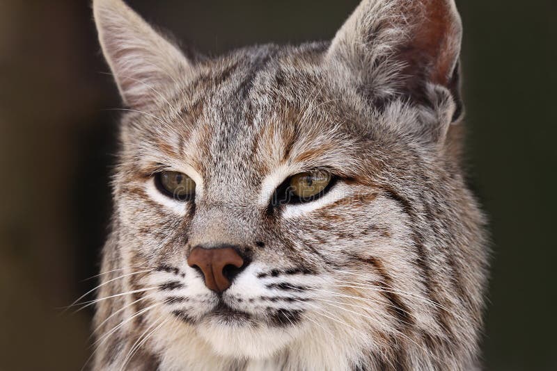 Bobcat Closeup stock photo. Image of predator, wildcat - 9602190