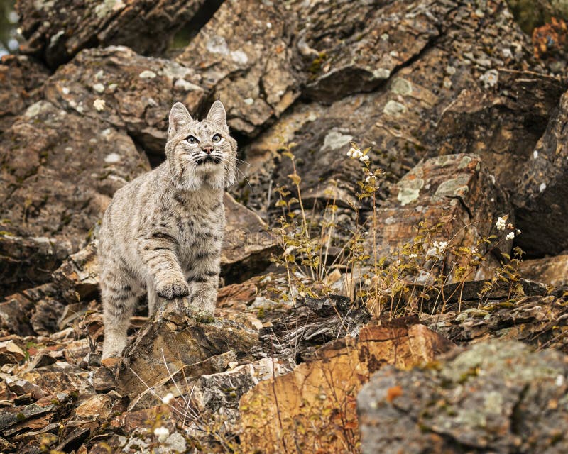 Bobcat Adult in Fall Colors in Montana Stock Image - Image of kitten ...