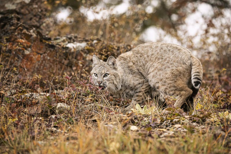 Adult Bobcat stock photo. Image of nature, predator, wildlife - 29474394