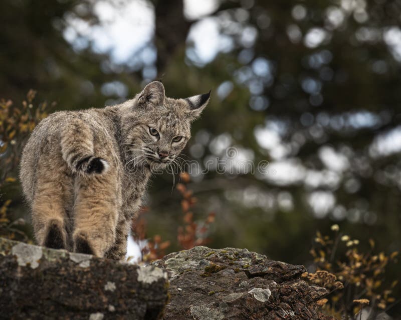Bobcat Adult in Fall Colors in Montana Stock Photo - Image of feline ...