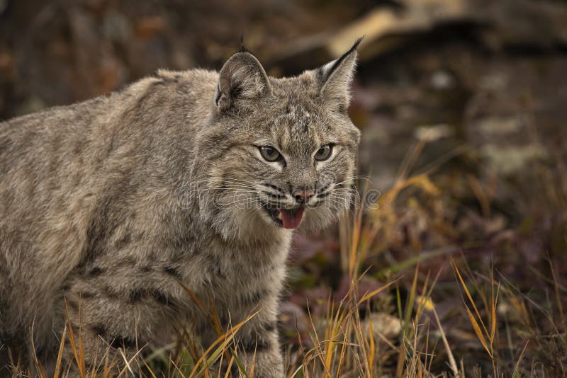 Bobcat Adult in Fall Colors in Montana Stock Image - Image of patient ...