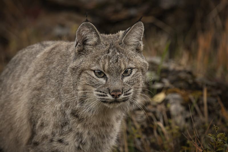 Bobcat Adult in Fall Colors in Montana Stock Photo - Image of spots ...
