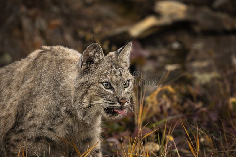 Bobcat Adult in Fall Colors in Montana Stock Photo - Image of eyes ...