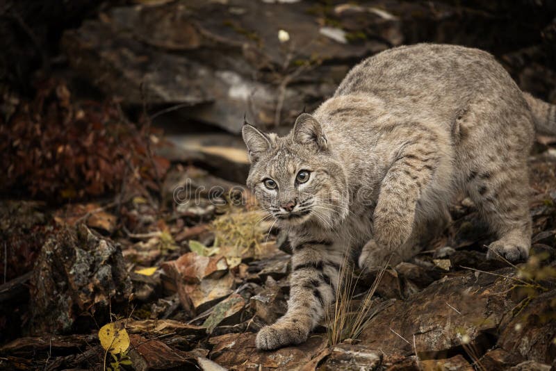 Bobcat Adult in Fall Colors in Montana Stock Image - Image of solitary ...