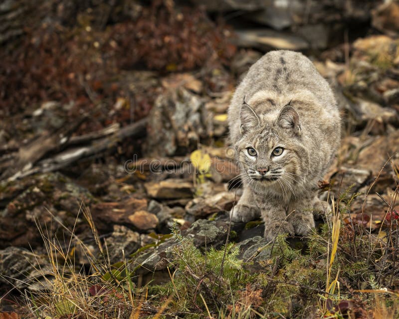 Bobcat Adult in Fall Colors in Montana Stock Image - Image of graceful ...