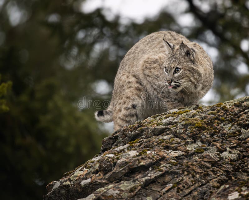 Bobcat Adult in Fall Colors in Montana Stock Photo - Image of kitten ...