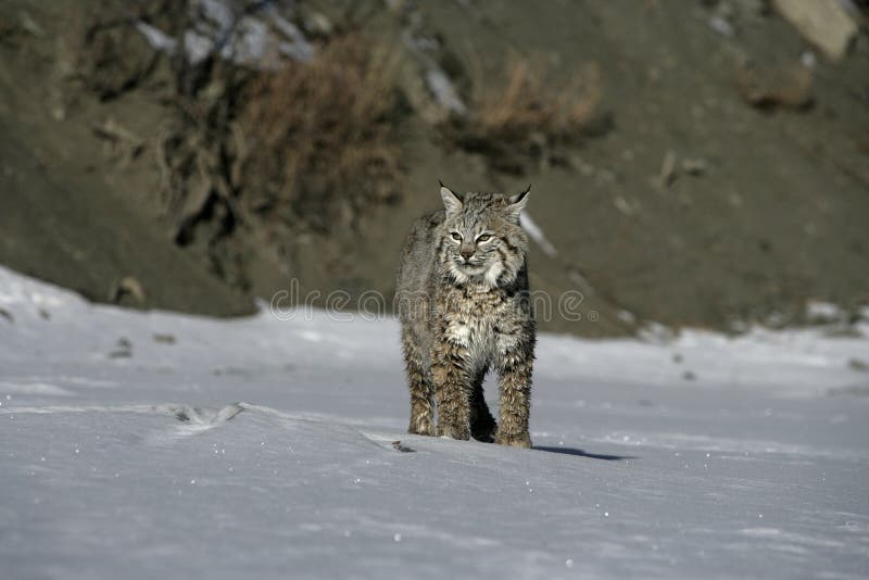 Bobcat (blue) stock image. Image of lynx, blue, cold - 34527095