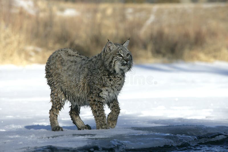 Bobcat (blue) stock image. Image of lynx, blue, cold - 34527095