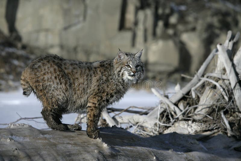 Bobcat (blue) stock image. Image of bobcat, feline, winter - 34527125