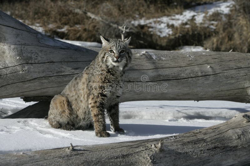 Bobcat (blue) stock image. Image of nature, feline, snow - 34527073