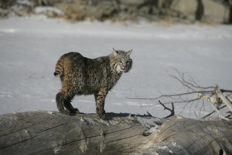 Bobcat (blue) stock image. Image of bobcat, feline, winter - 34527125